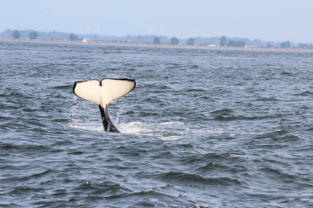 All About Whale Tales – Whale Tales