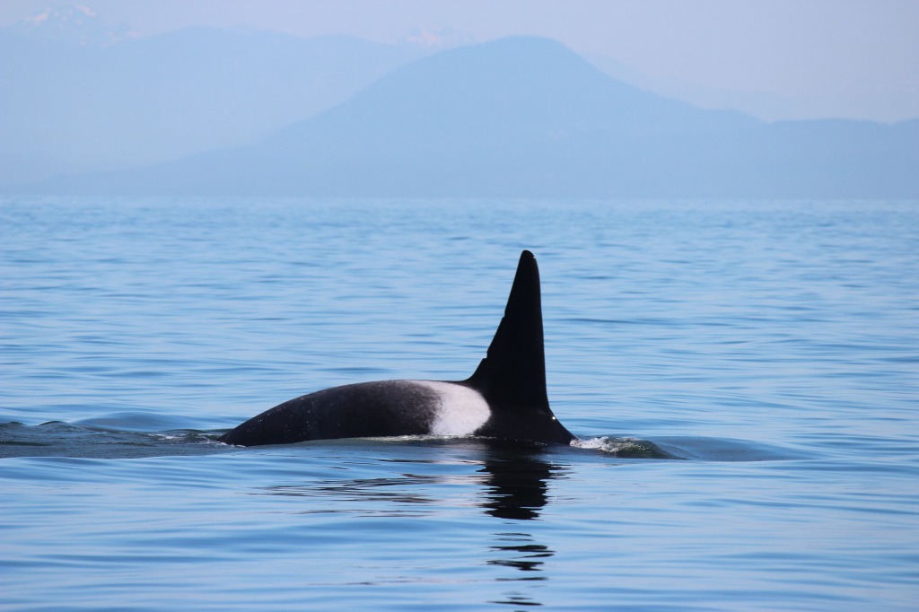 All About Whale Tales – Whale Tales