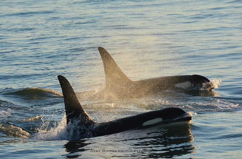 All About Whale Tales – Whale Tales