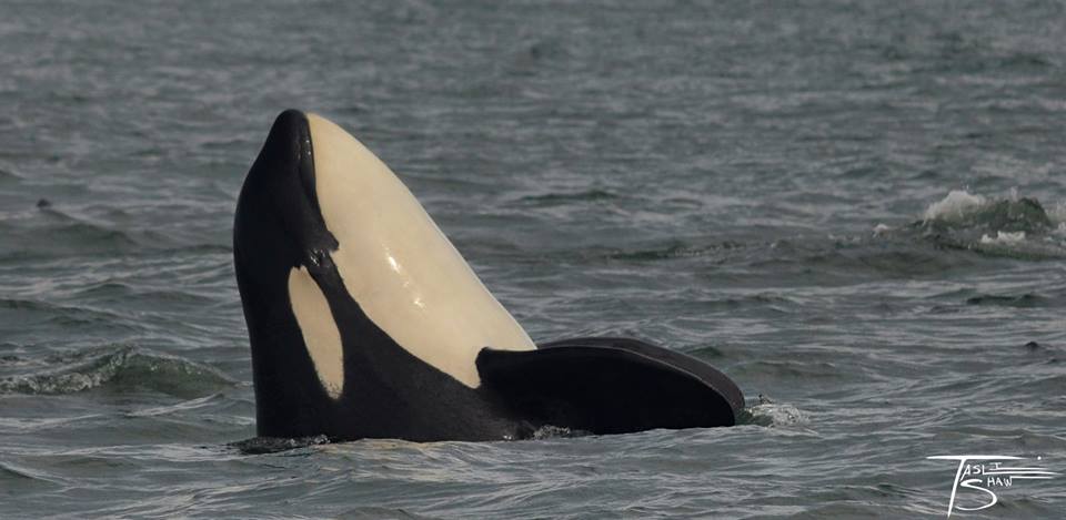Gorgeous day with K16, K21, K35 and the J17’s – 25/9/14 – Whale Tales