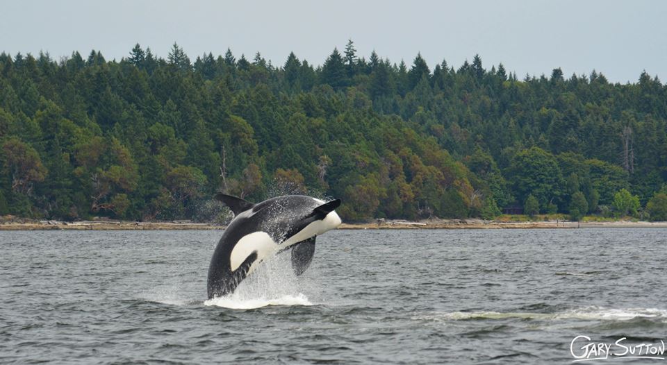 Crazy Day with Breaching T137A – 5/7/14 – Whale Tales