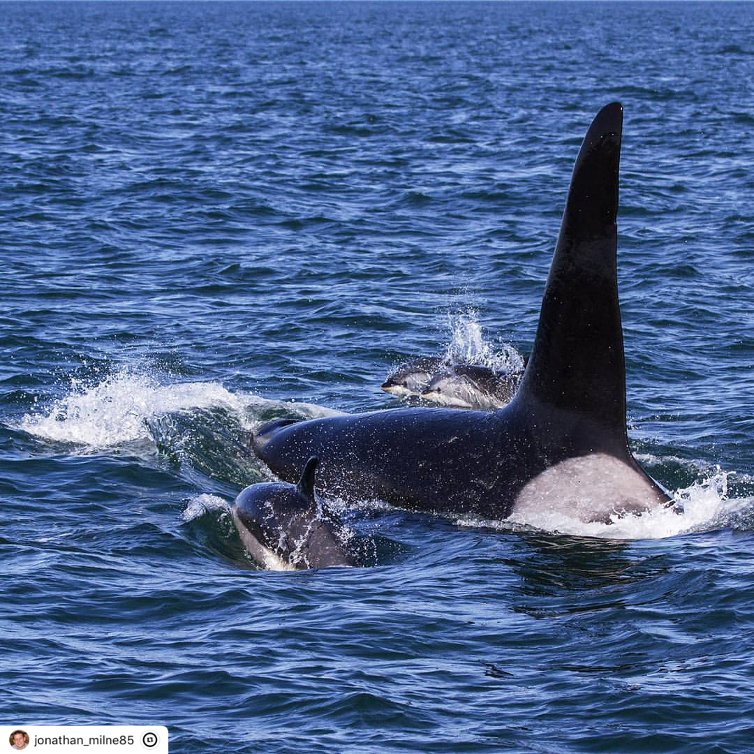 A Magnificent Encounter with Old Thom! – 9/16 – Whale Tales