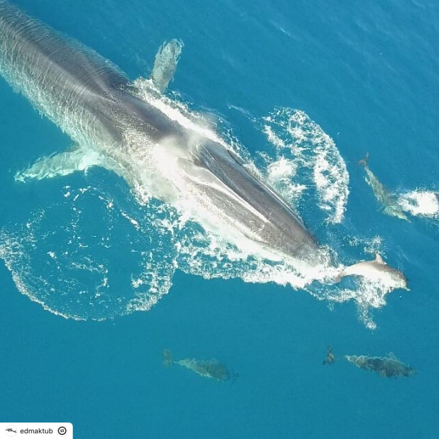 A Fin Whale Interacts with Striped Dolphins! – 14/5/17 – Whale Tales