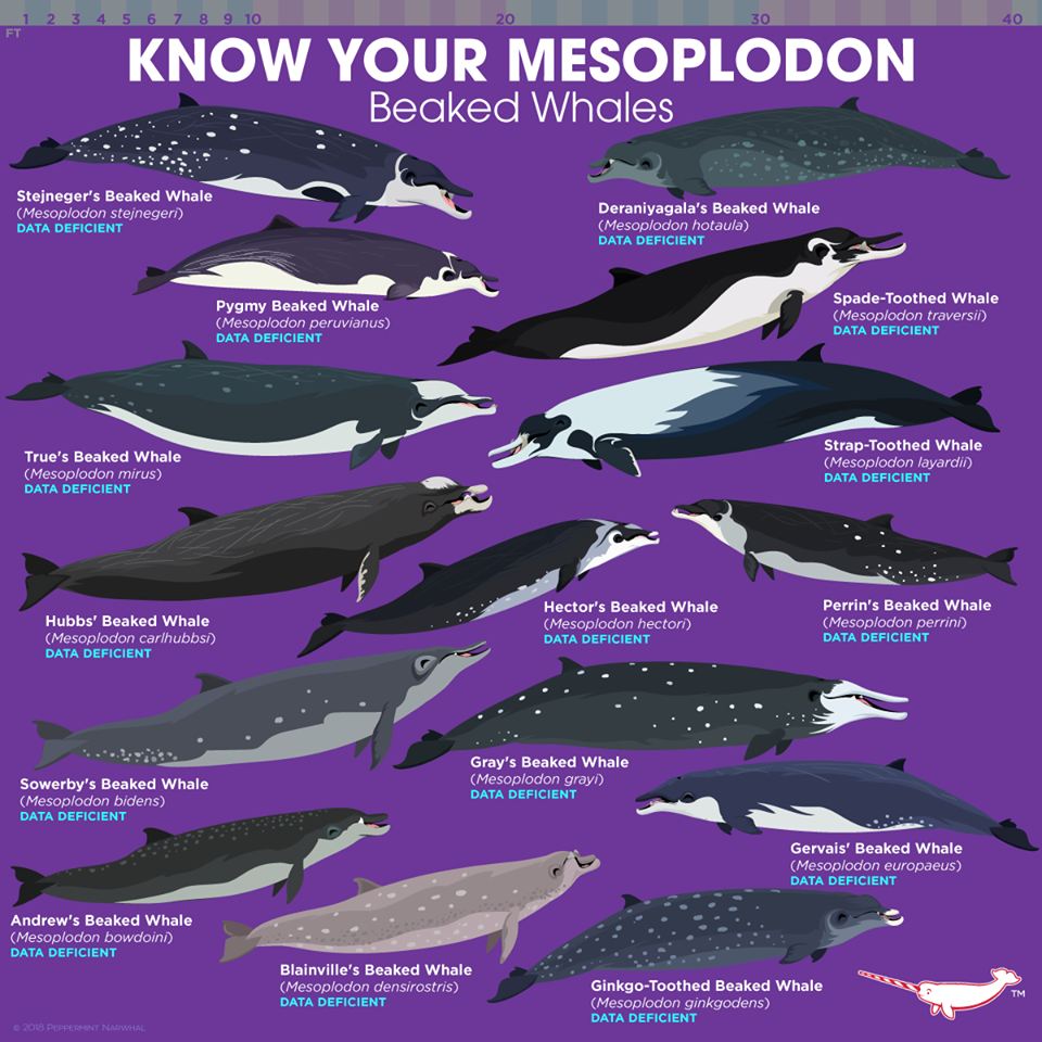 The Naming of Things: Beaked Whales – Whale Tales