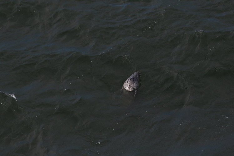 Porpoises from the Golden Gate Bridge! – 23/7/19 – Whale Tales
