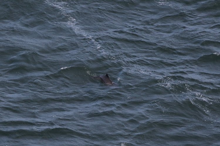 Porpoises from the Golden Gate Bridge! – 23/7/19 – Whale Tales