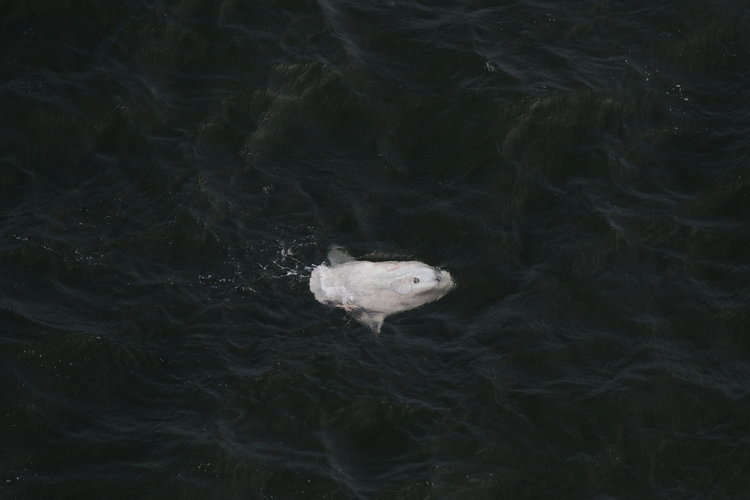Porpoises from the Golden Gate Bridge! – 23/7/19 – Whale Tales