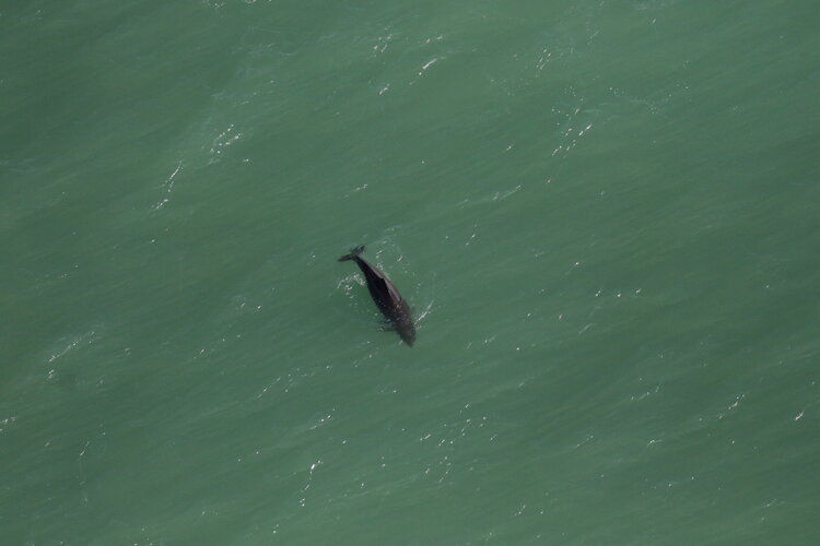 Porpoise Watching from the Golden Gate Bridge – 21/2/20 – Whale Tales