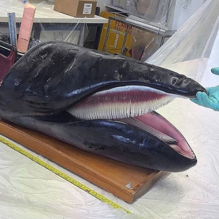 A Pygmy Right Whale Dissection – 2017 – Whale Tales