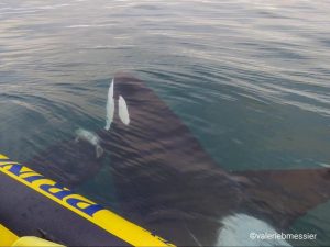 An Incredible Encounter with T137A “Jack”! – 30/12/19 – Whale Tales