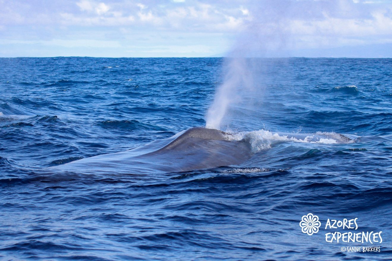 Two Blue Whales, Sperm Whales and a Bonus! – 17/5/19 – Whale Tales