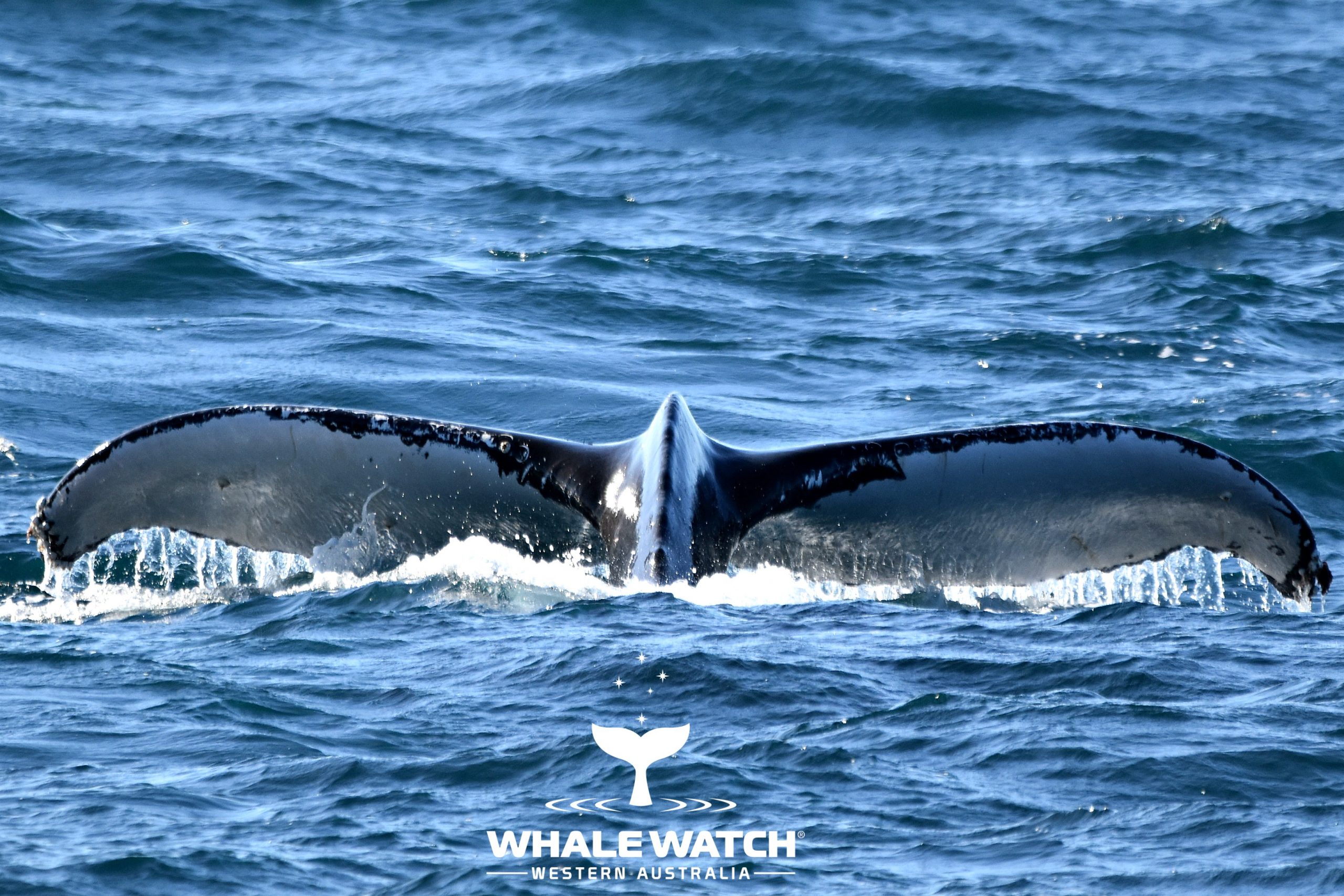 Humpback Whales Double Breaching – 12/7/20 – Whale Tales