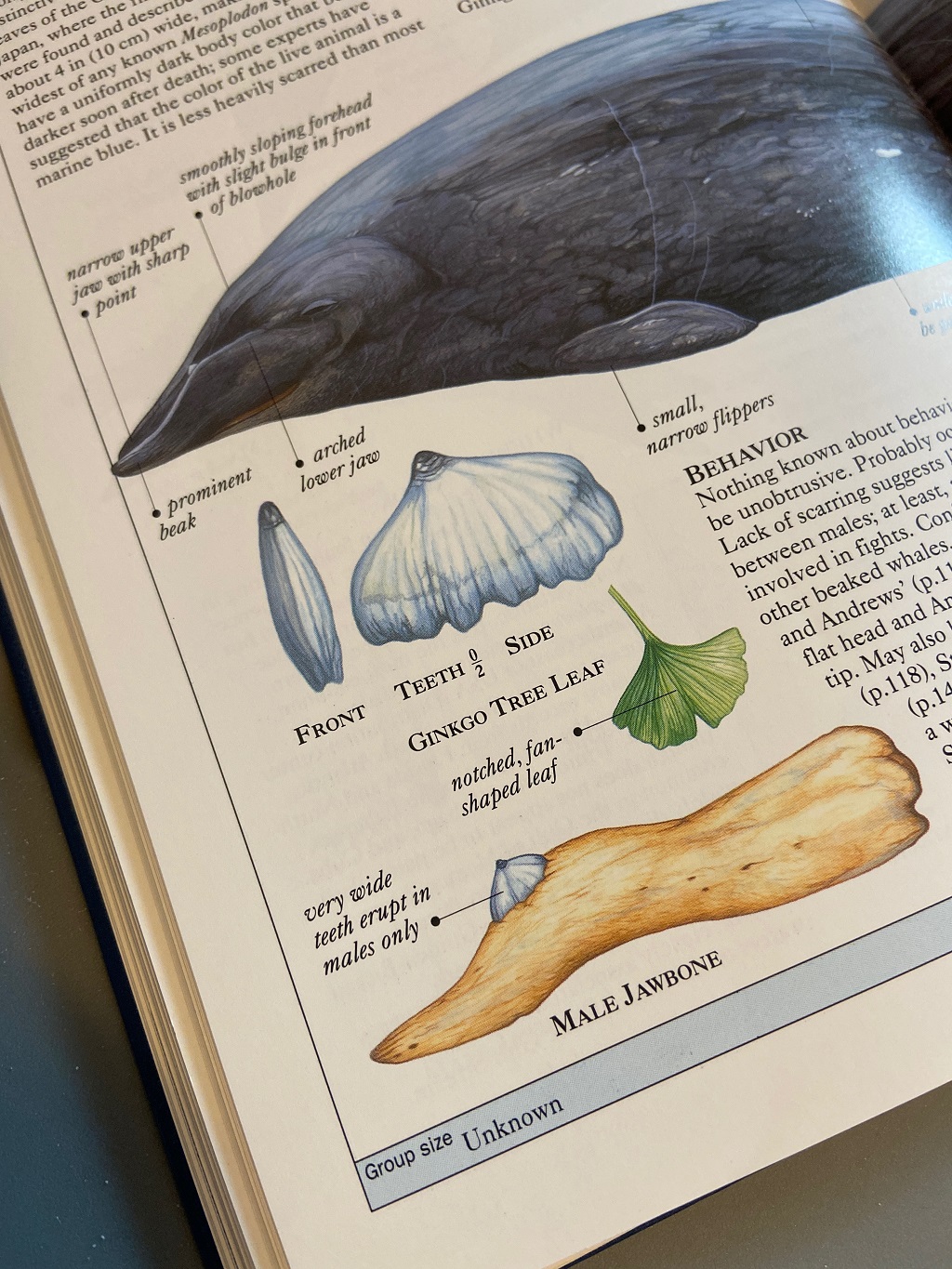 The Naming of Things: Ginkgo-Toothed Beaked Whale – Whale Tales
