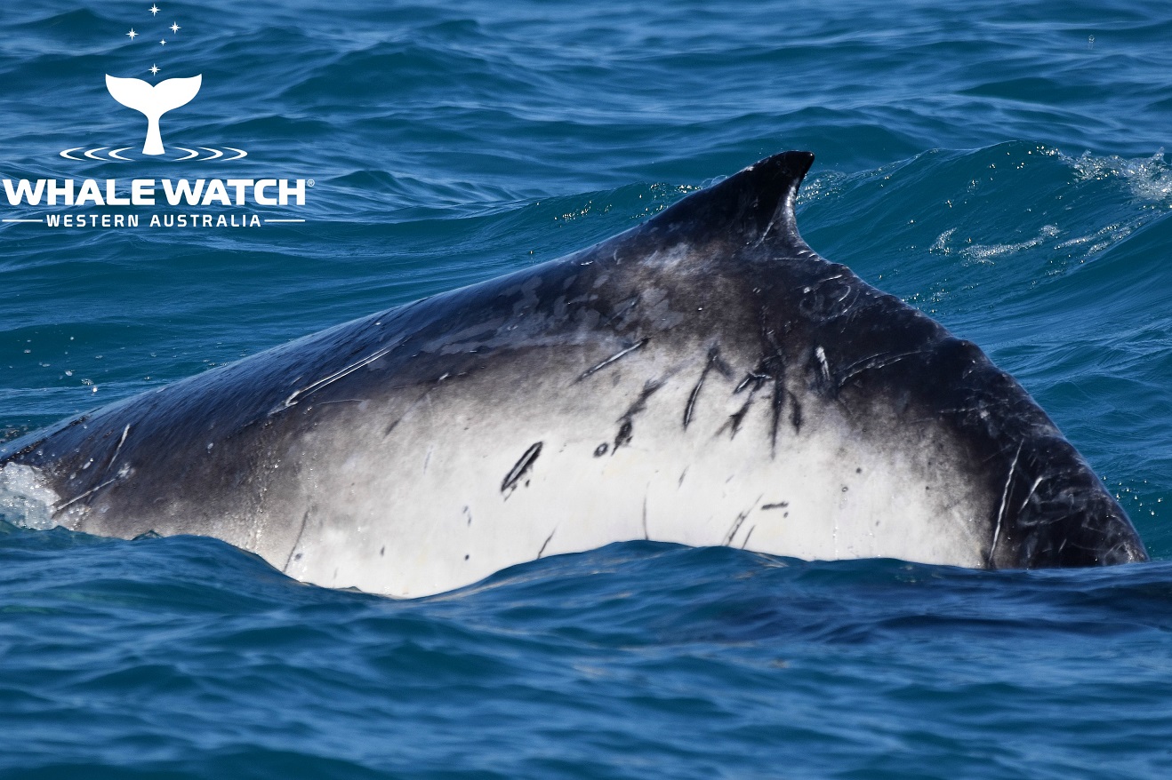 Perth Humpback Whales Southbound Journey Whale Watch Western Australia ...