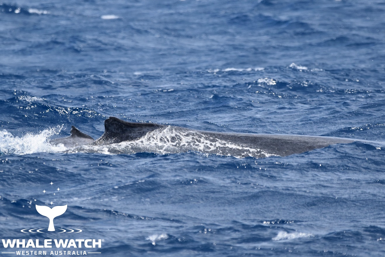 Learning The Humpback Whales Migration Path Whale Watch Western ...