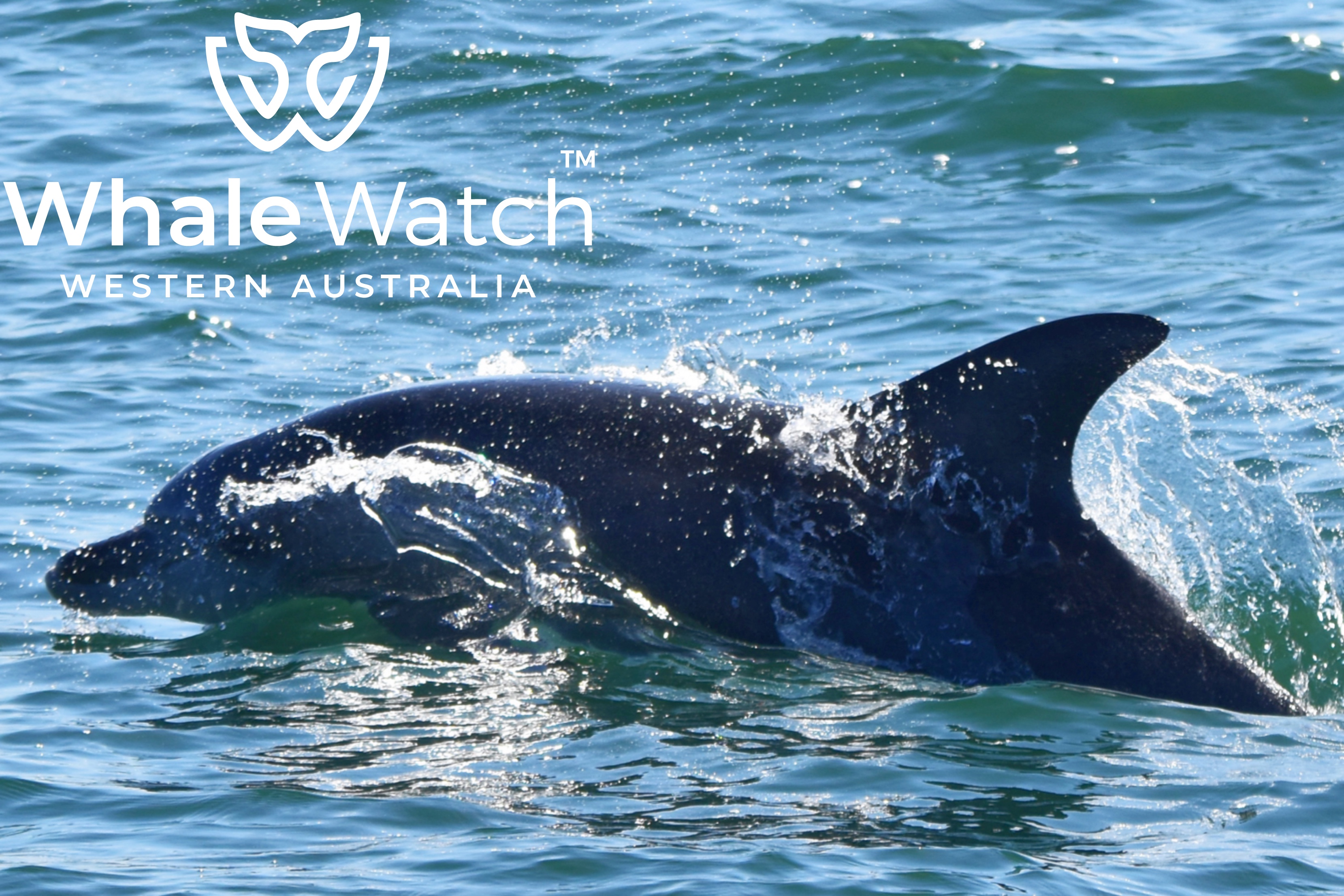 Where To See Whales In Perth Whale Watch Western Australia©️_9 – Whale ...
