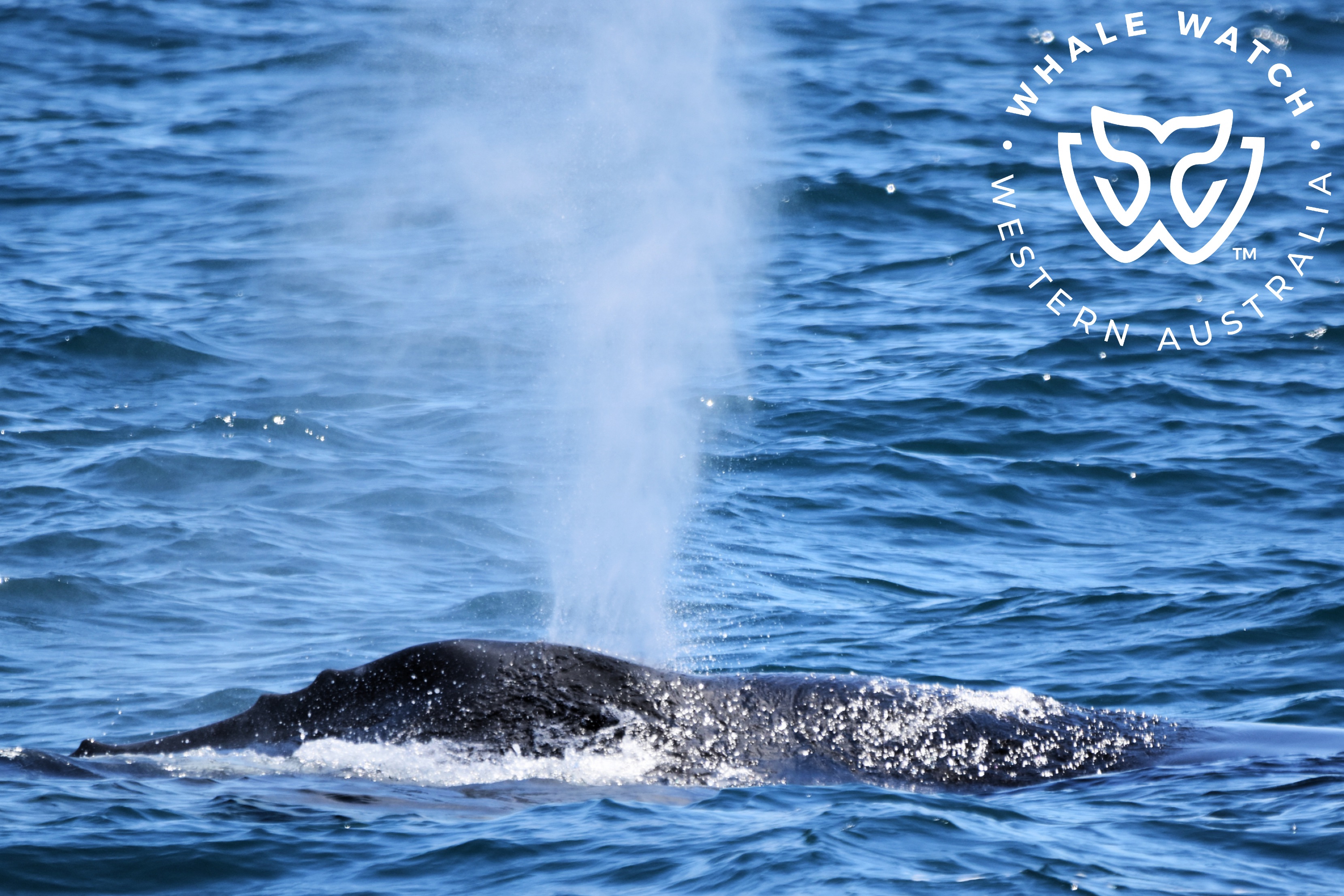 Humpback Whale Conservation Whale Watch Western Australia©️_7 – Whale Tales