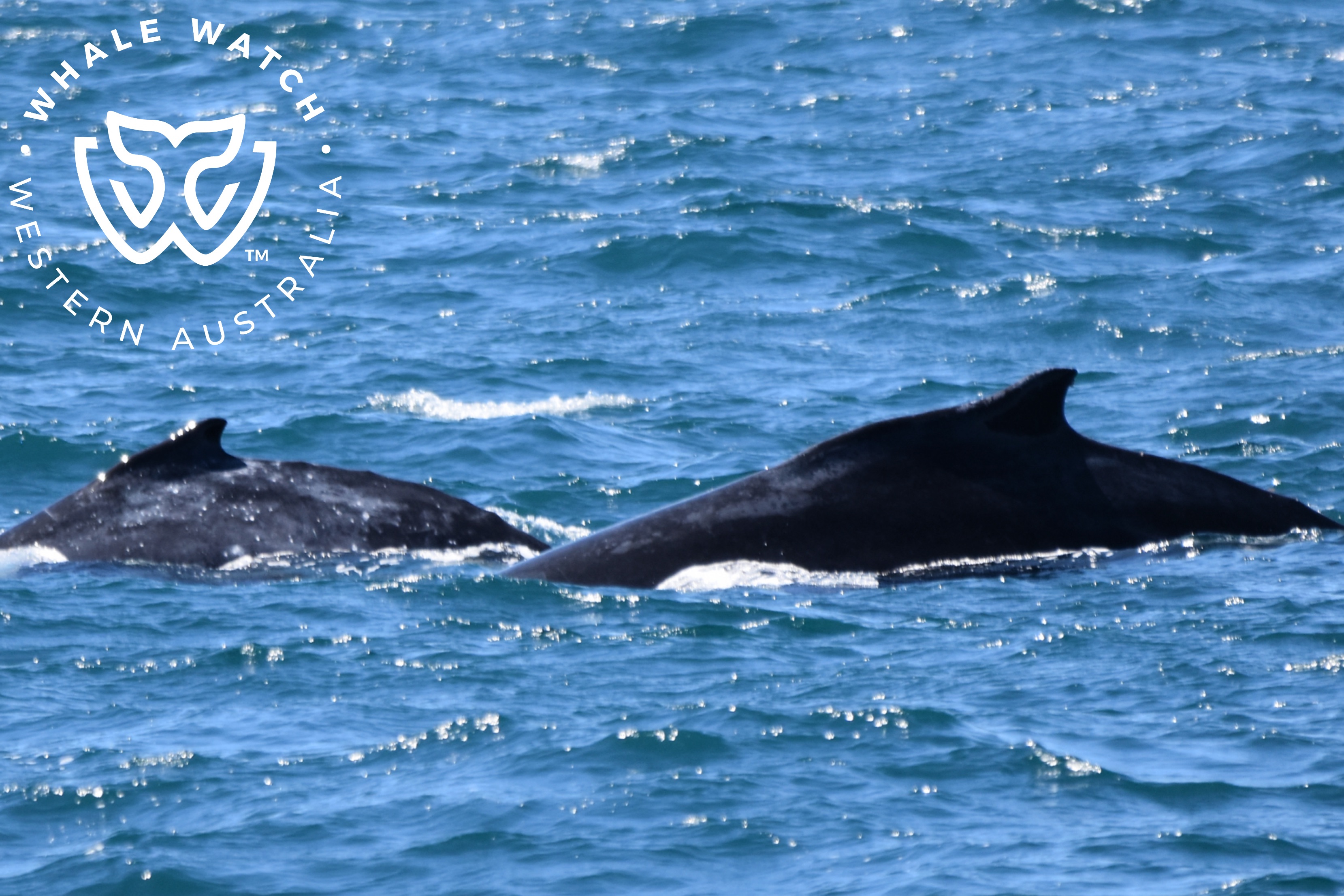 Humpback Whale Conservation Whale Watch Western Australia©️_9 – Whale Tales