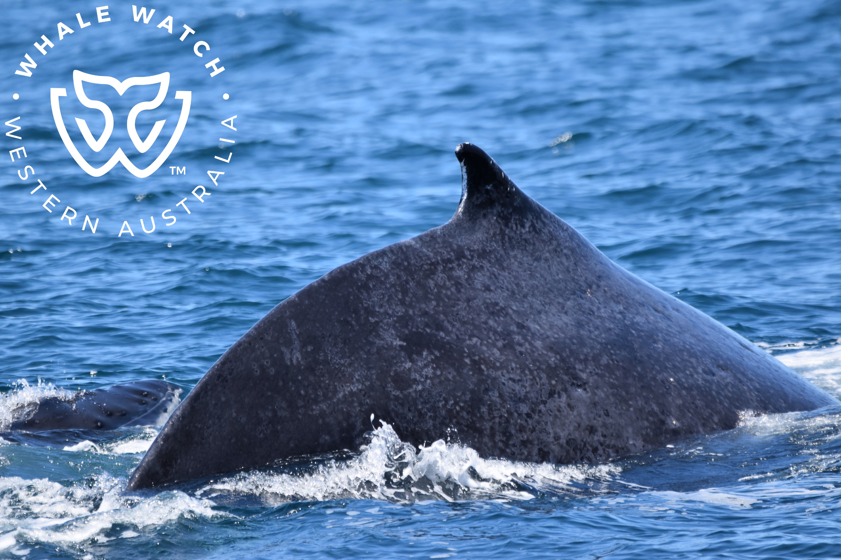 Humpback Whale Conservation Whale Watch Western Australia©️_2 – Whale Tales