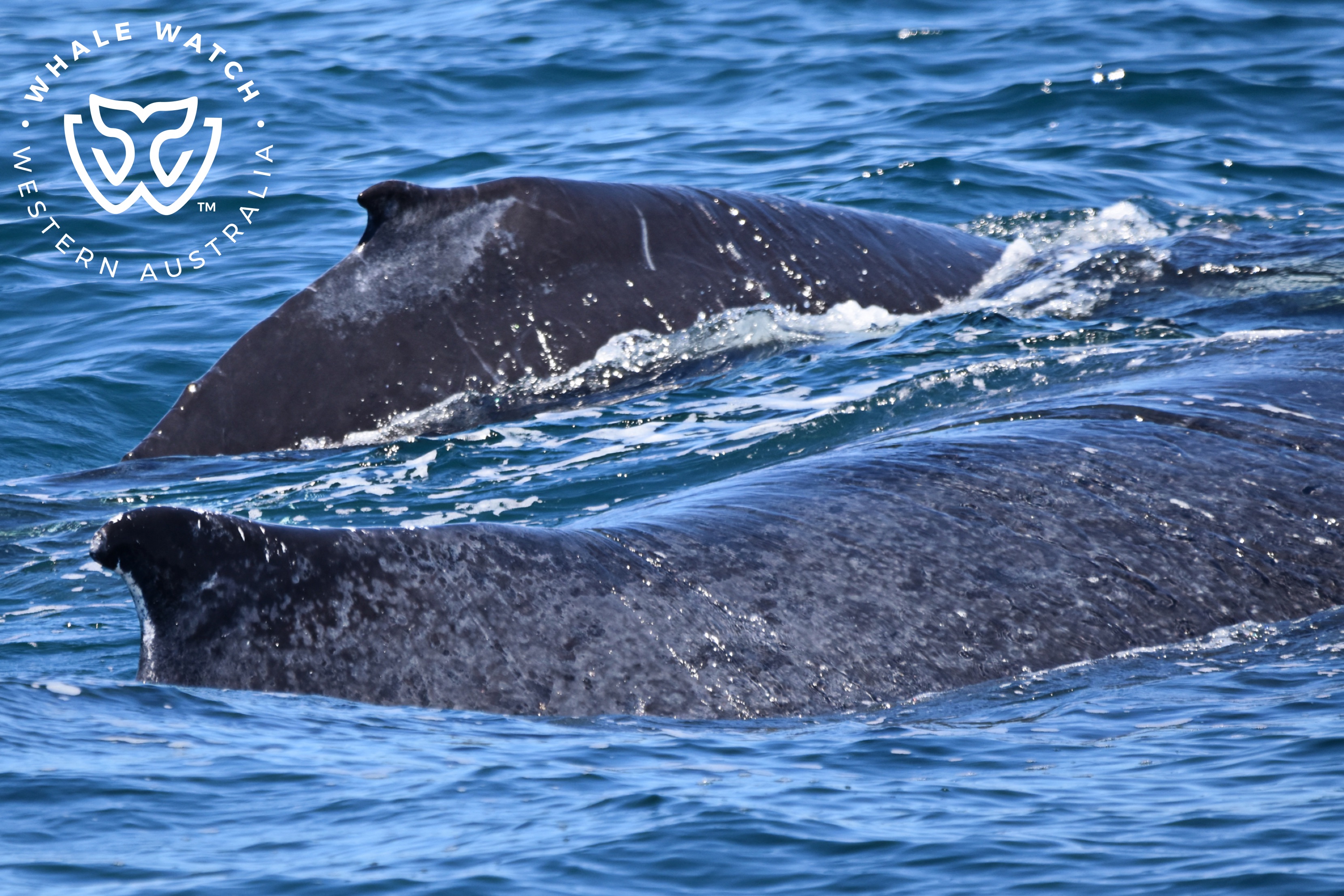 Humpback Whale Conservation Whale Watch Western Australia©️_3 – Whale Tales