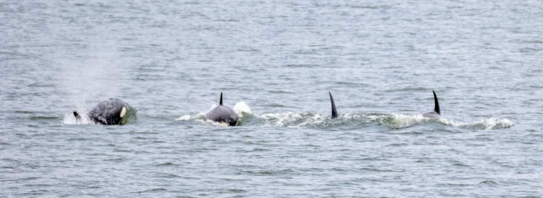 Fun day with the T137’s, T036’s and more!! – 18/5/22 – Whale Tales