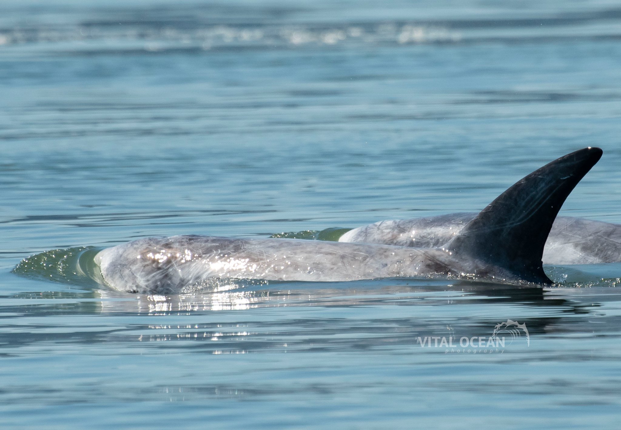 A Rare Visit from Risso’s Dolphins! – 29/7/22 – Whale Tales