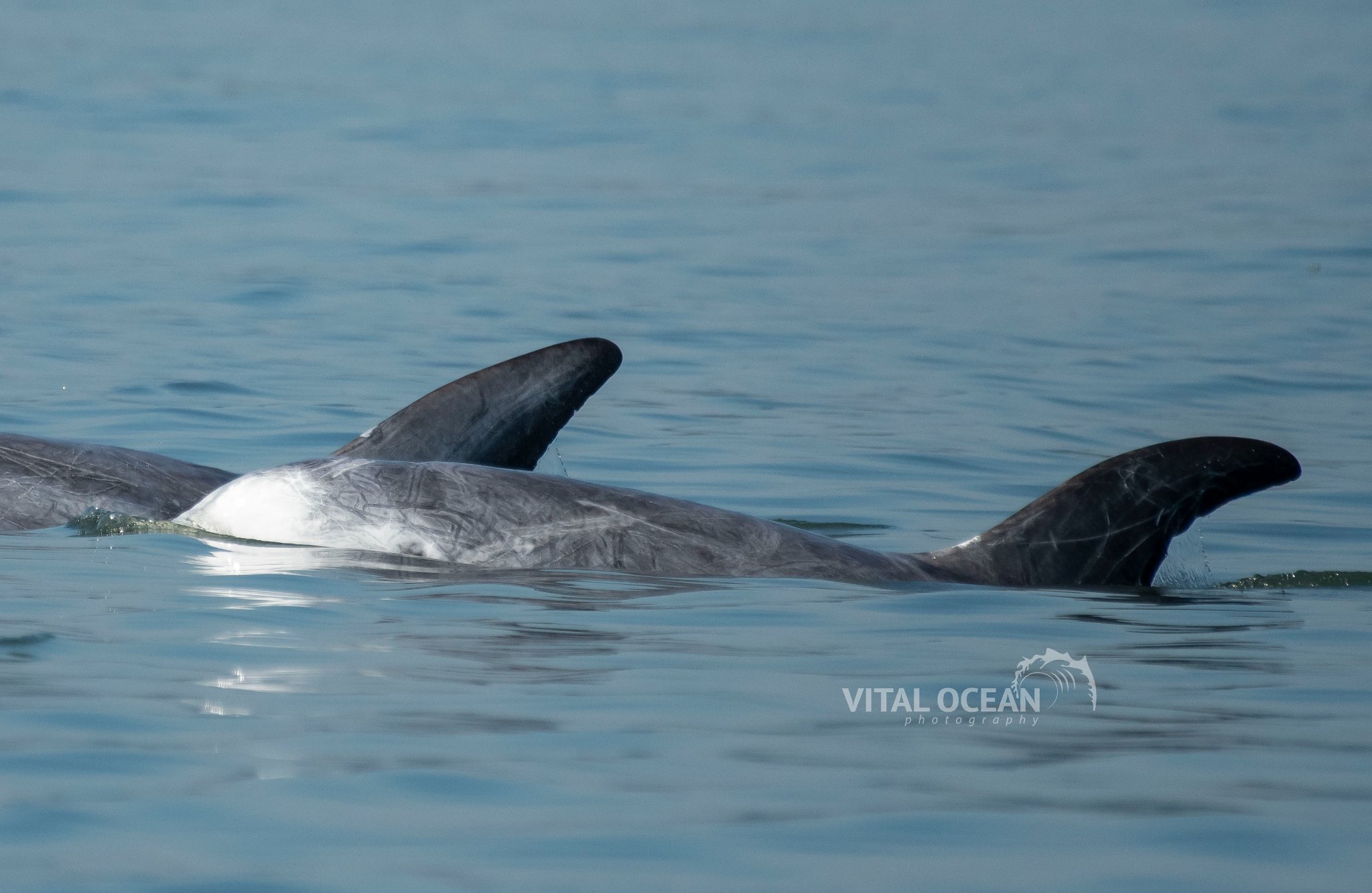 A Rare Visit from Risso’s Dolphins! – 29/7/22 – Whale Tales