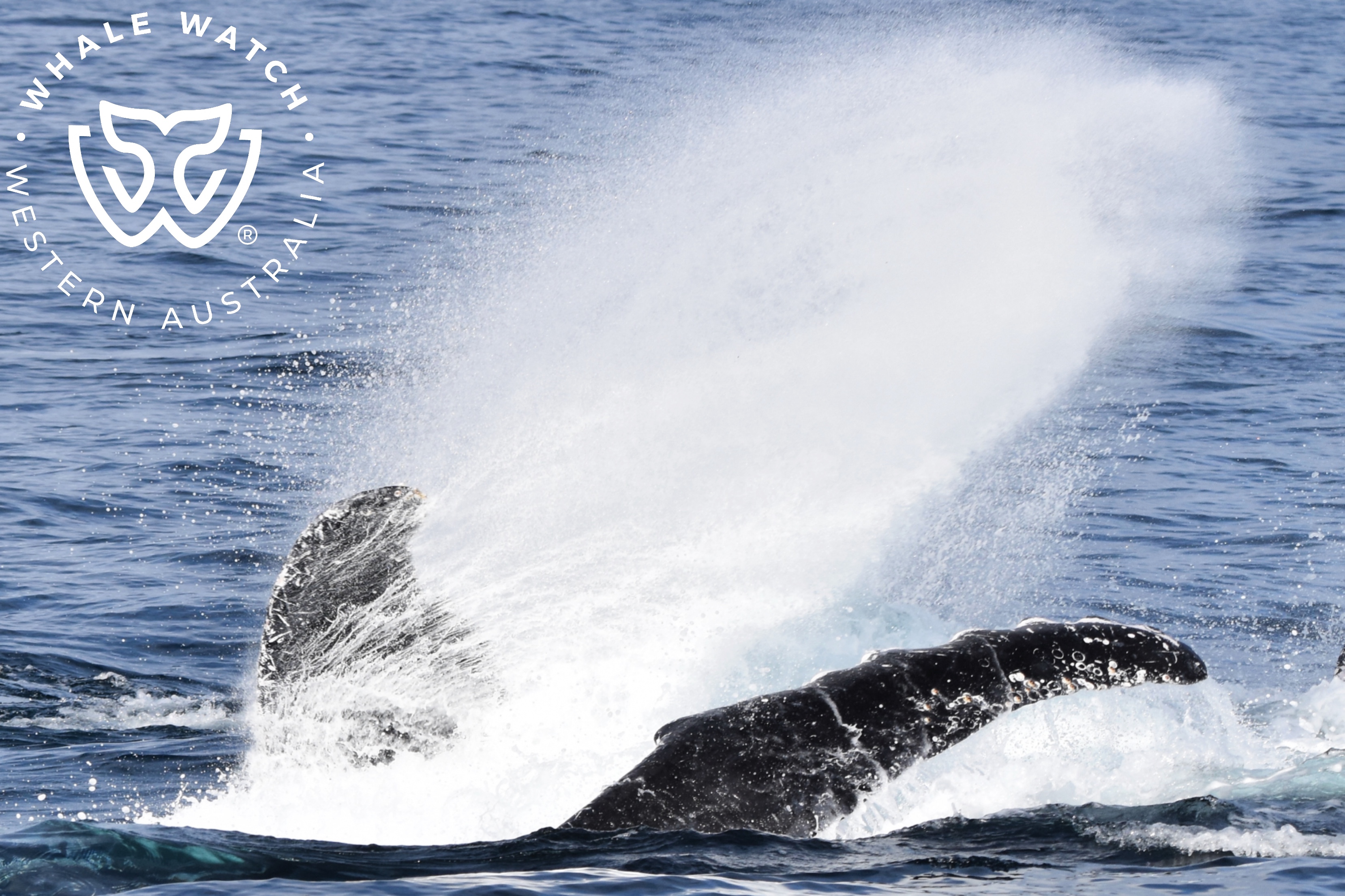 Barrel Roll Breaching Humpback Whale Watch Western Australia©️_11 ...