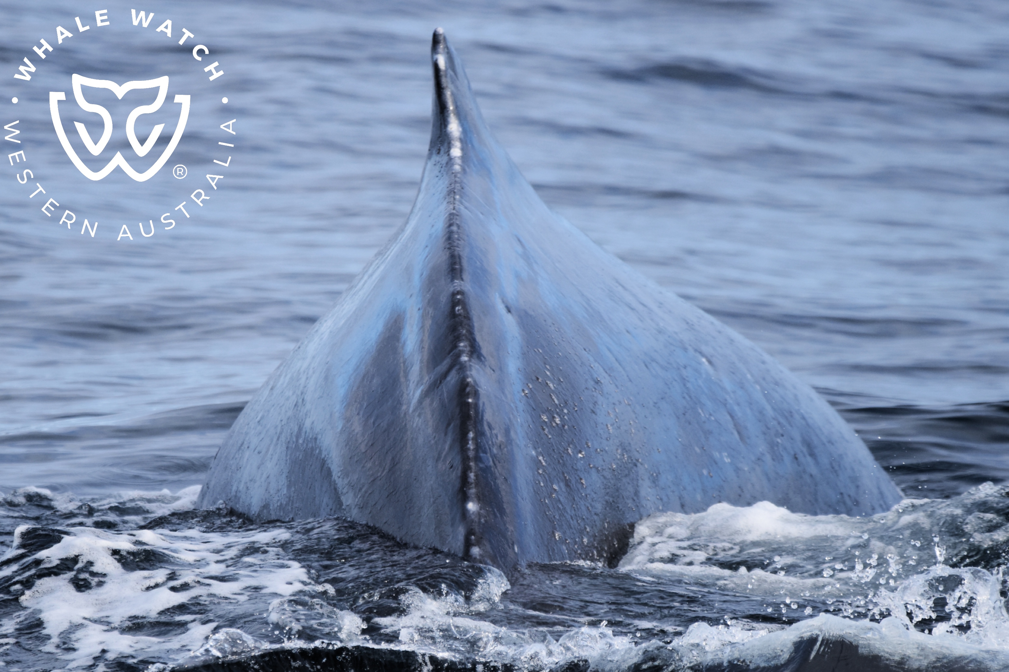 Barrel Roll Breaching Humpback Whale Watch Western Australia©️_3 ...