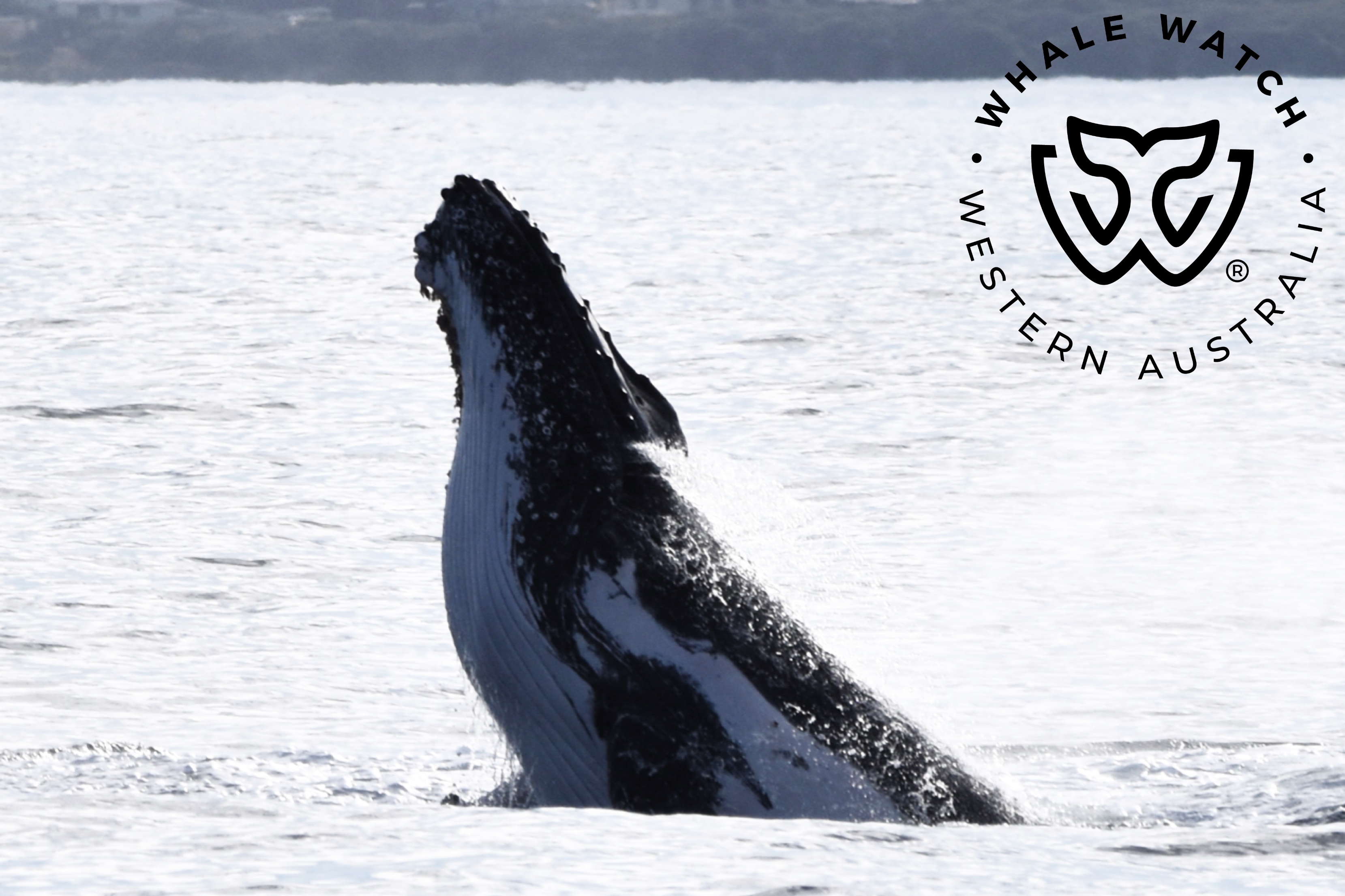 Barrel Roll Breaching Humpback Whale Watch Western Australia©️_6 ...