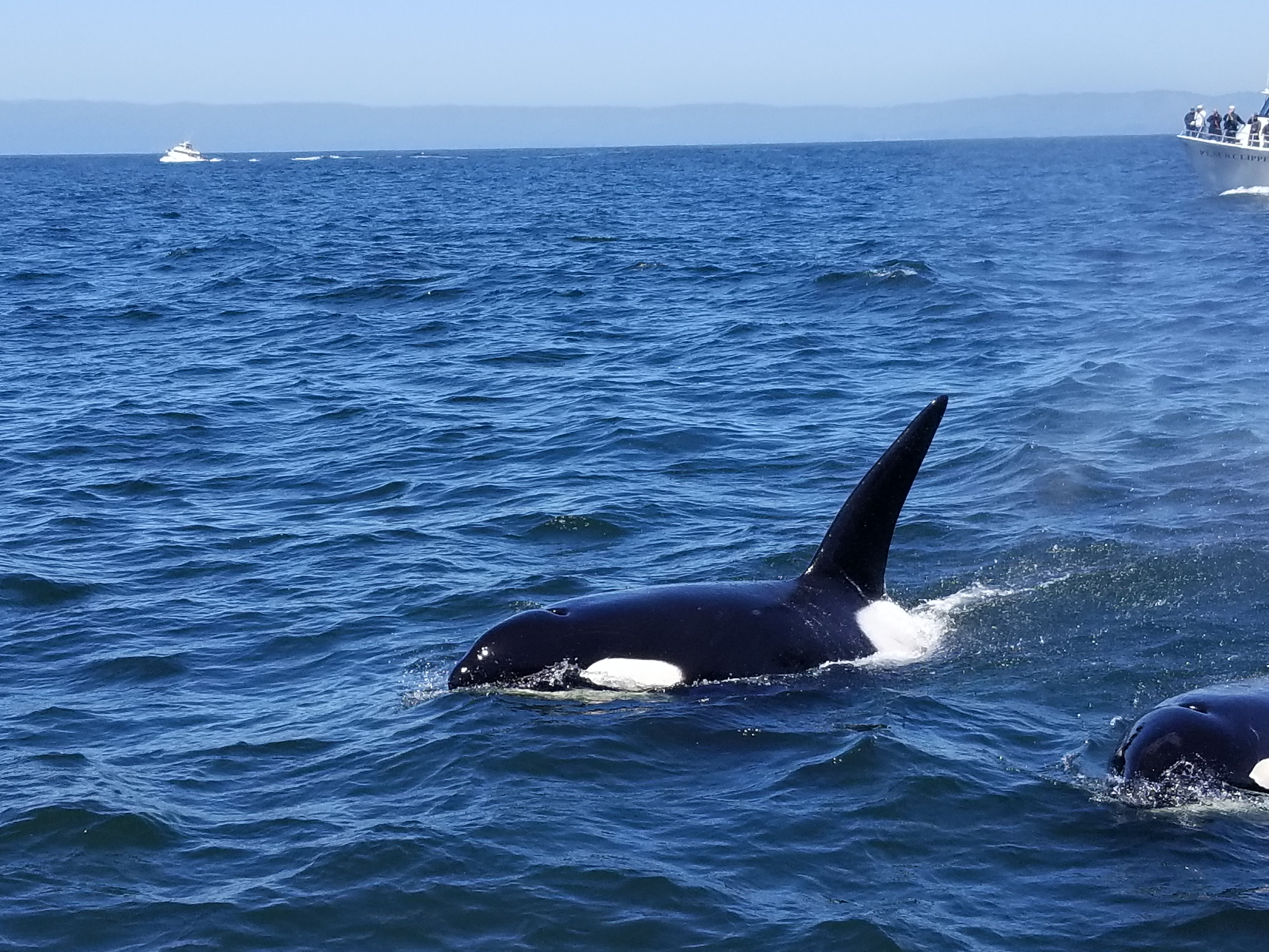 A Close Encounter with Hunting Killer Whales – 21/4/18 – Whale Tales