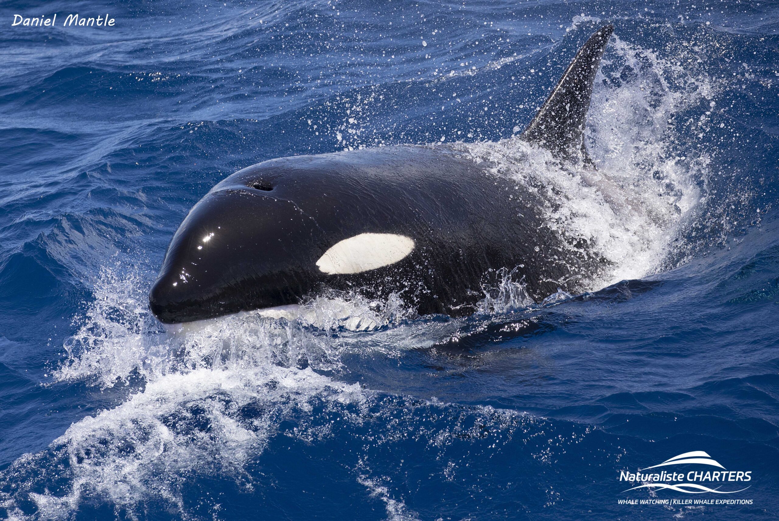 Orca_6a – Whale Tales