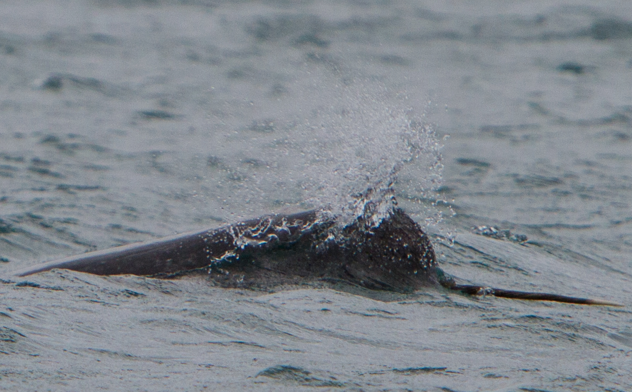 Narwhal small tusk – Whale Tales