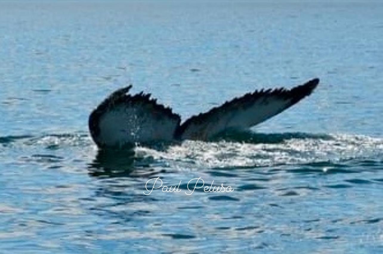 image1 – Whale Tales