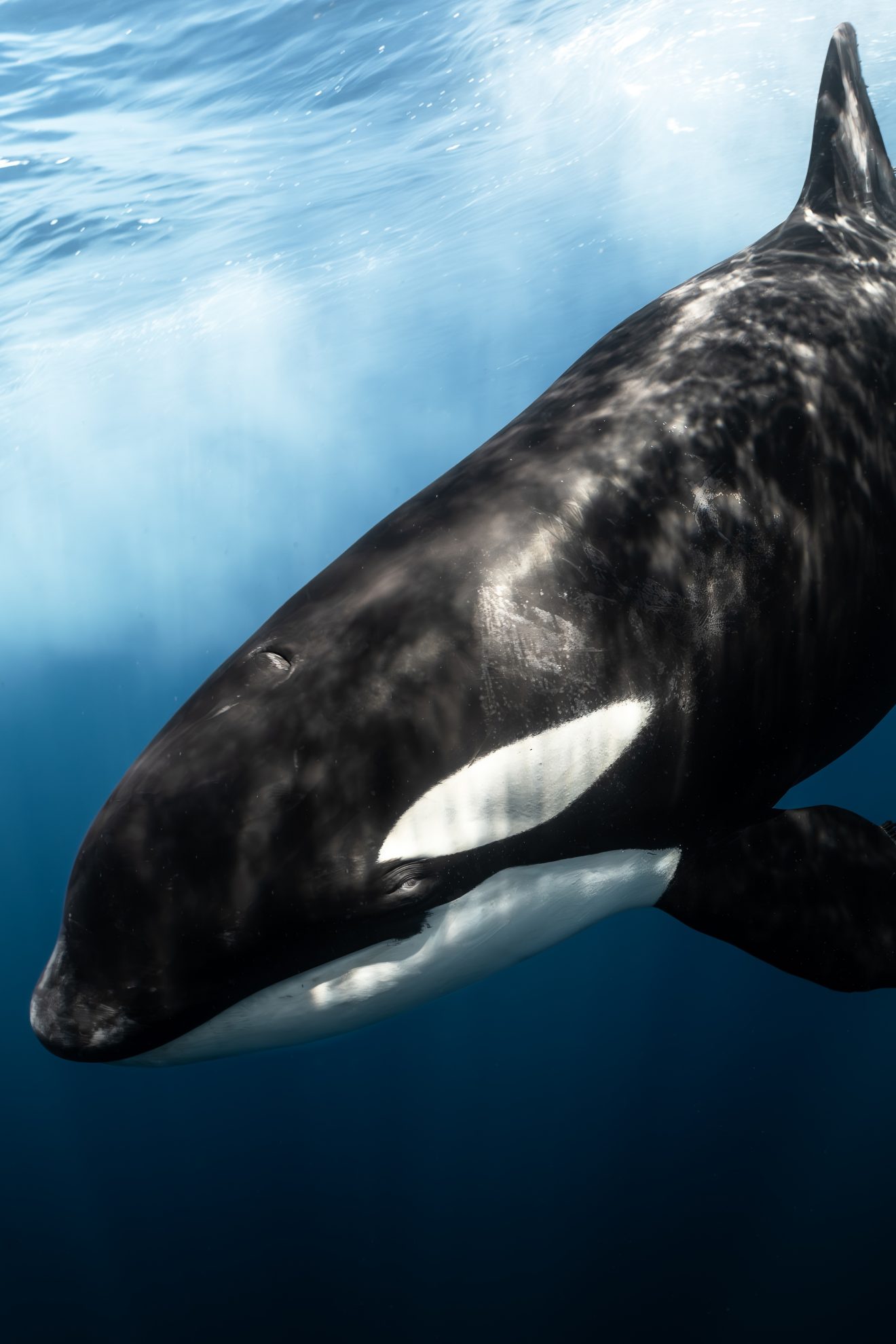 Whale Tales