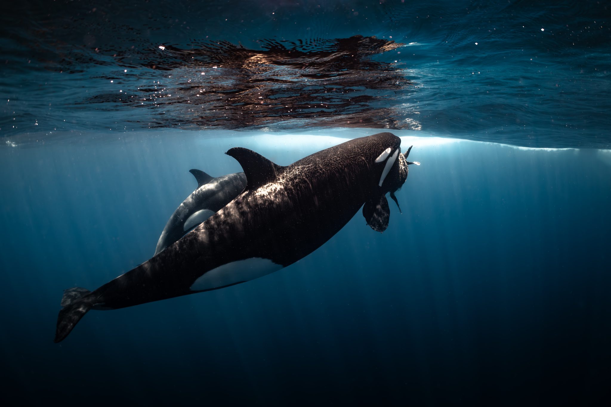 Orcas Hunting Turtles – 29/5/25 – Whale Tales