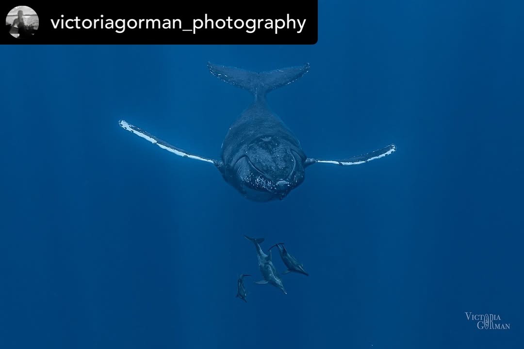 2 – Whale Tales