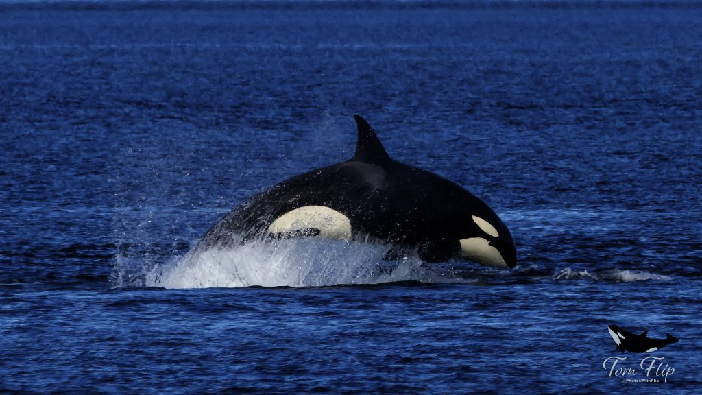 A Bigg’s Sealion Hunt – 6/10/25 – Whale Tales
