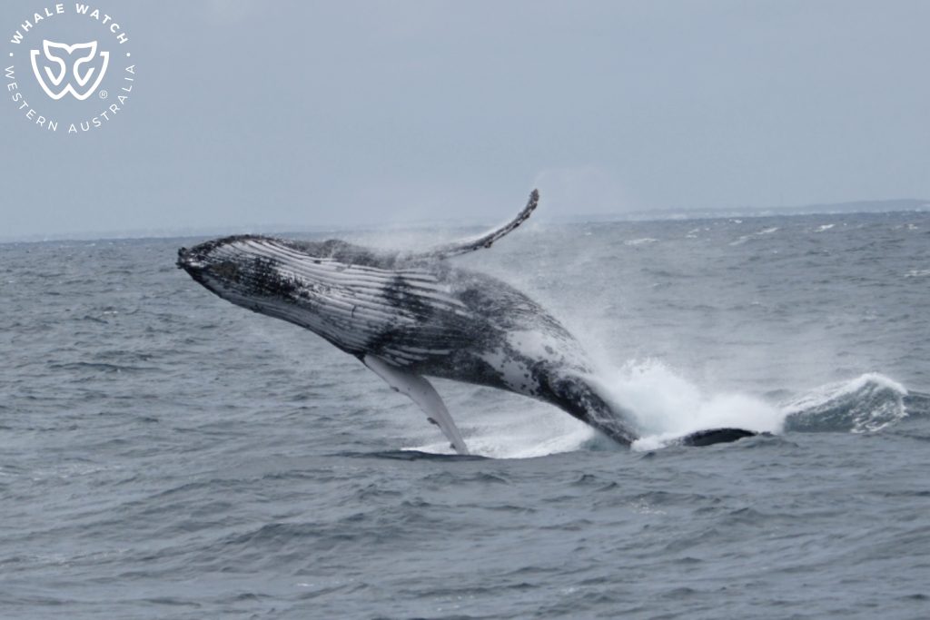 Mother Humpback Whale Lessons – 29/10/25 – Whale Tales