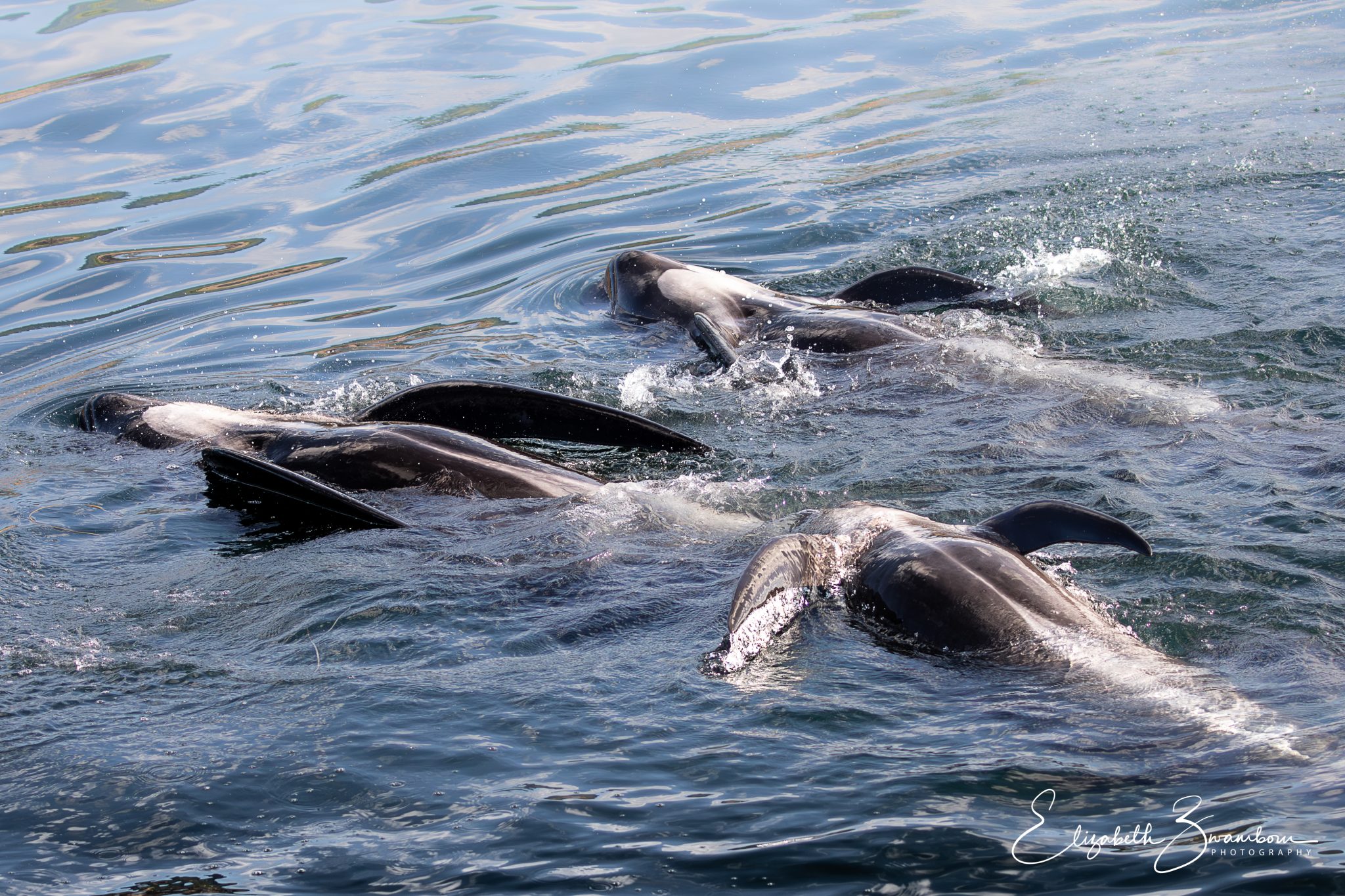 Flipper Slapping Pilot Whales – 2025 – Whale Tales