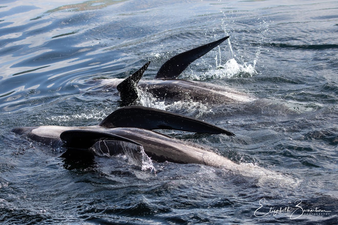 Flipper Slapping Pilot Whales – 2025 – Whale Tales